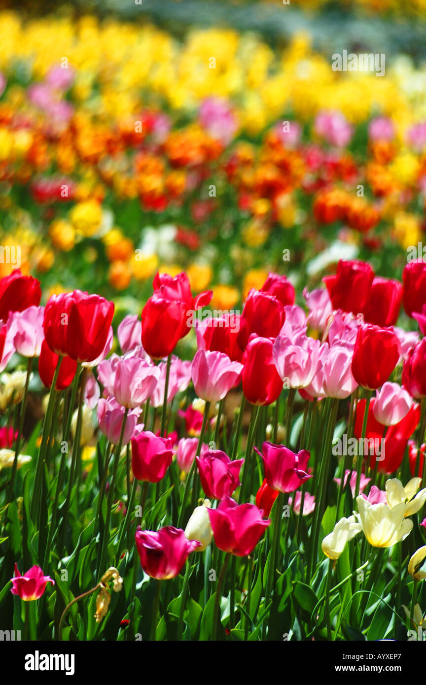 Field of mixed flowers Stock Photo - Alamy