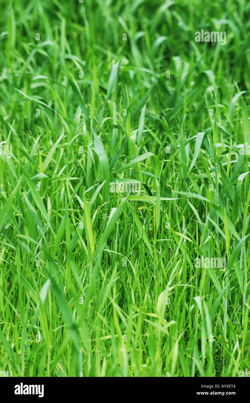 new shoots in field Stock Photo - Alamy