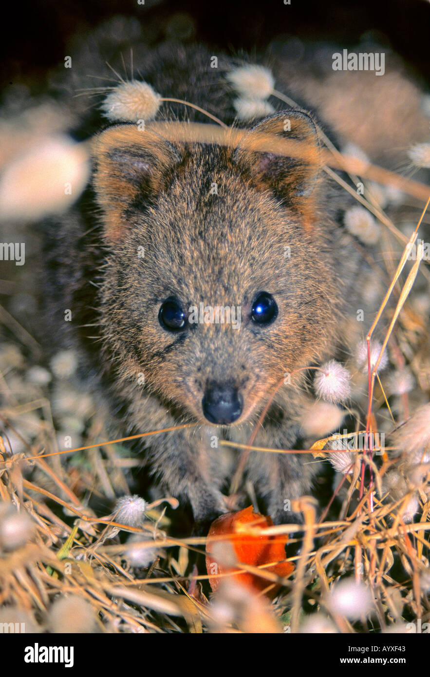 AUSTRALIAN QUOKKA Setonix brachyurus ROTTNEST ISLAND WEST AUSTRALIA ...