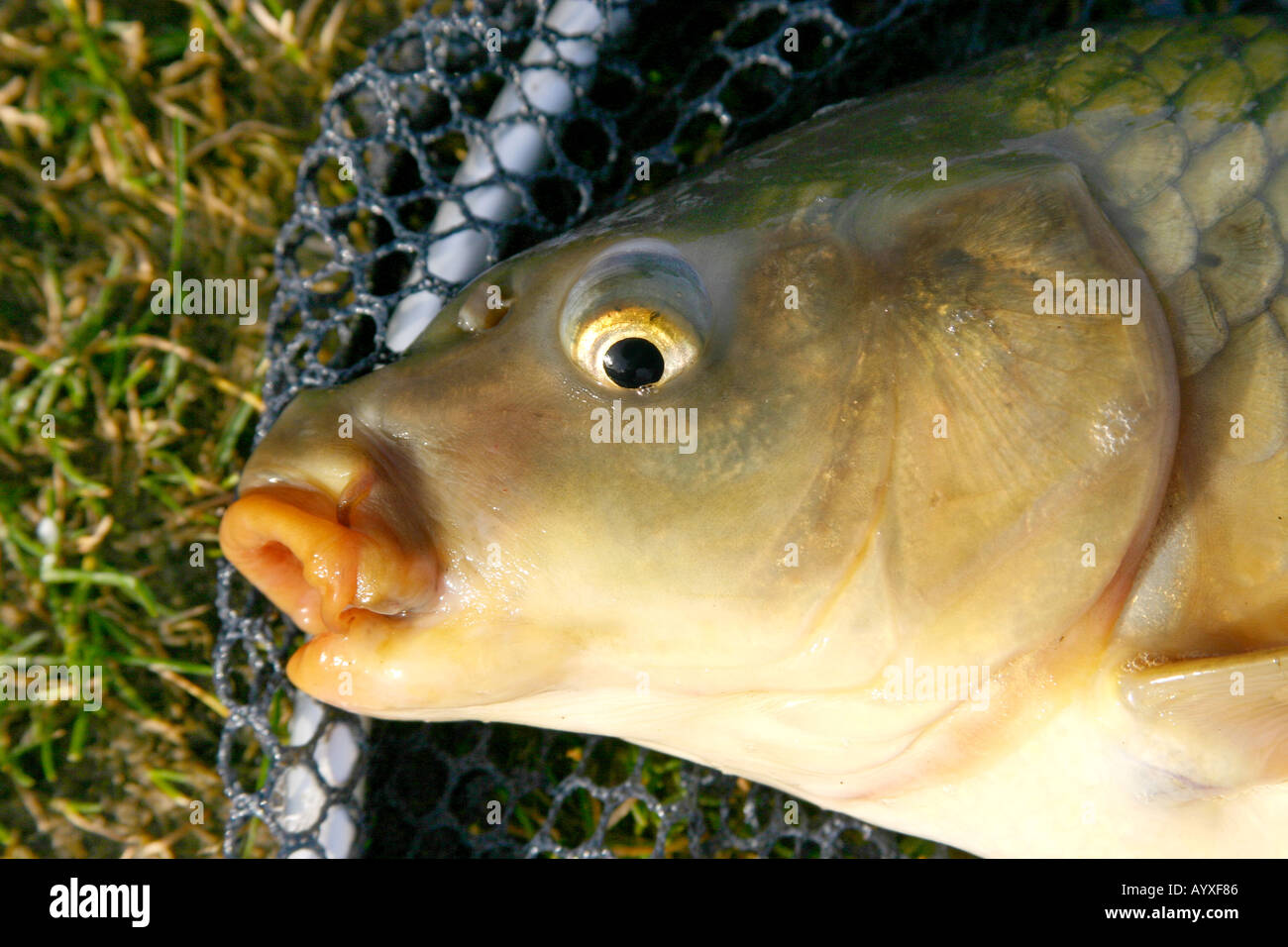 Head shot of Common Carp after being caught Stock Photo - Alamy