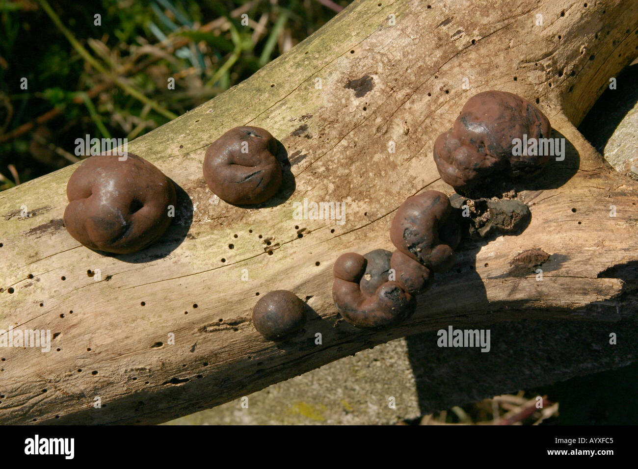 Fungus on rotting tree branch Stock Photo - Alamy