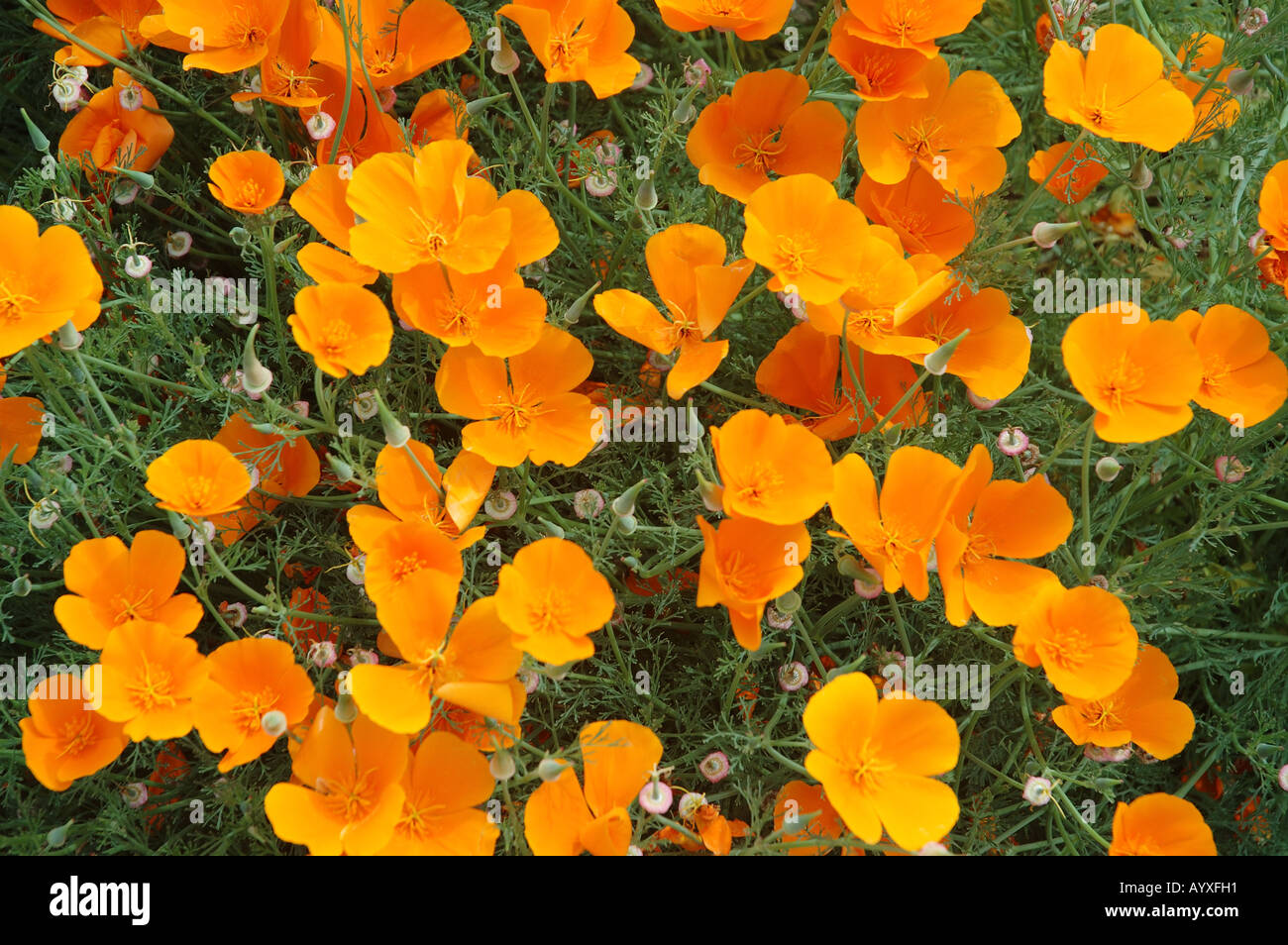 Californian Poppy Eschscholzia californica Mission Bell flowers Stock ...