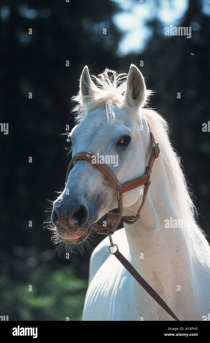 Tersk horse hi-res stock photography and images - Alamy
