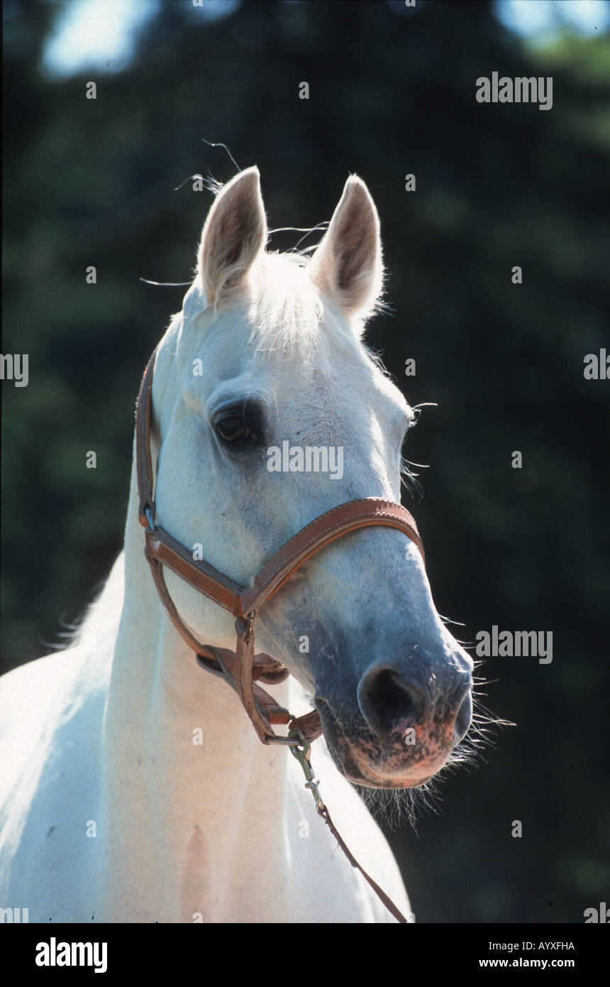 Tersk horse hi-res stock photography and images - Alamy