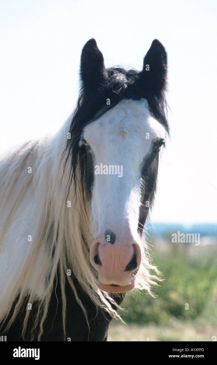 Tinker pferd hi-res stock photography and images - Alamy
