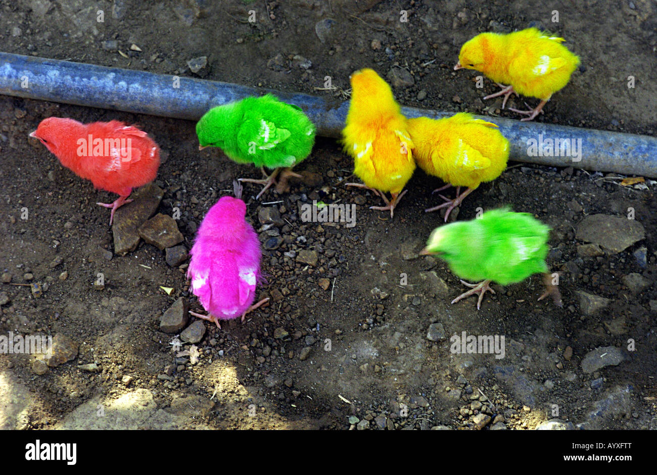 Seven colored chicks in yellow, pink, red and green Stock Photo - Alamy