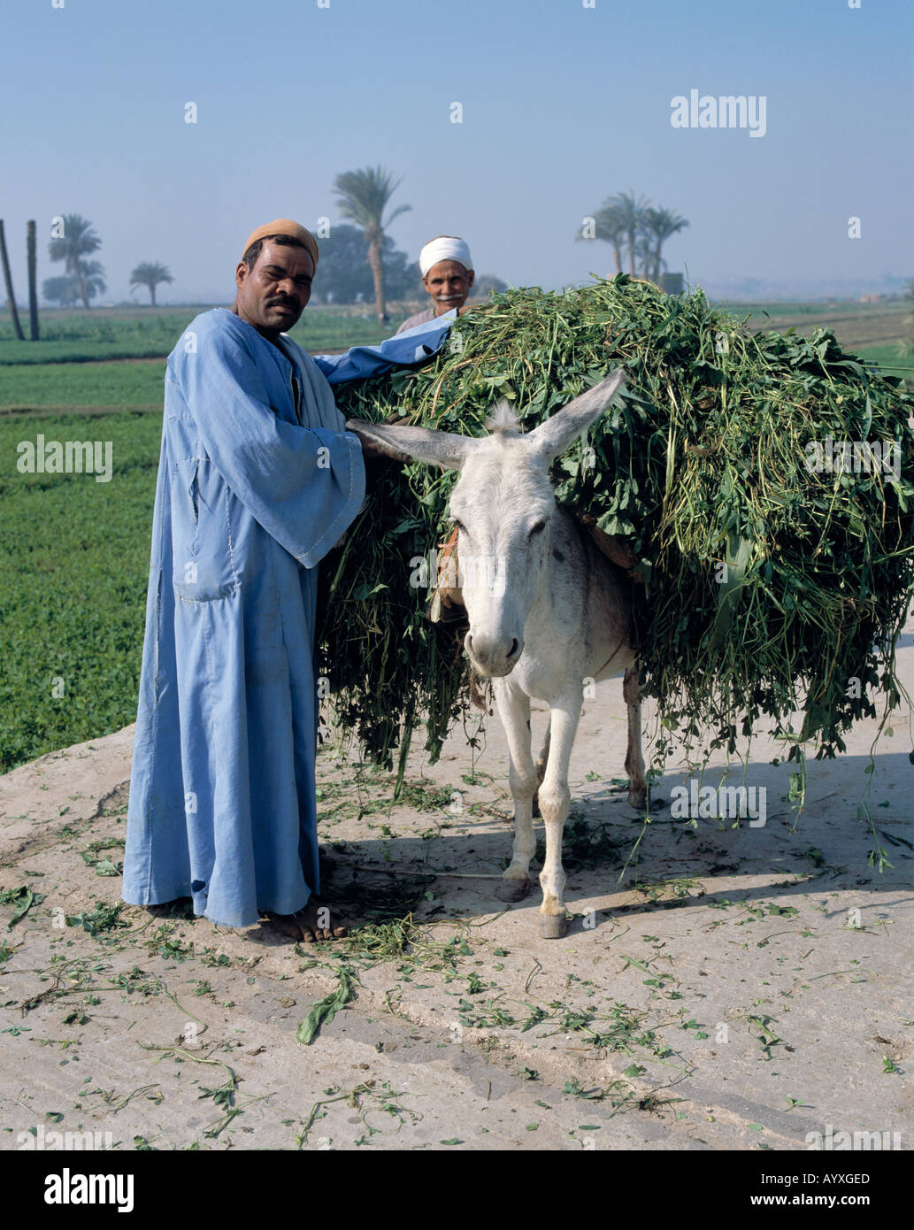 Egypt, Egyptian with a pack mule Stock Photo - Alamy