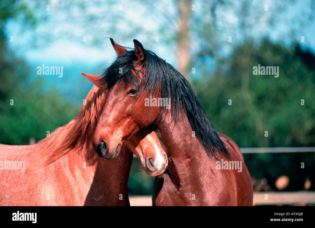 Traber Trotter Horse Stock Photo - Alamy