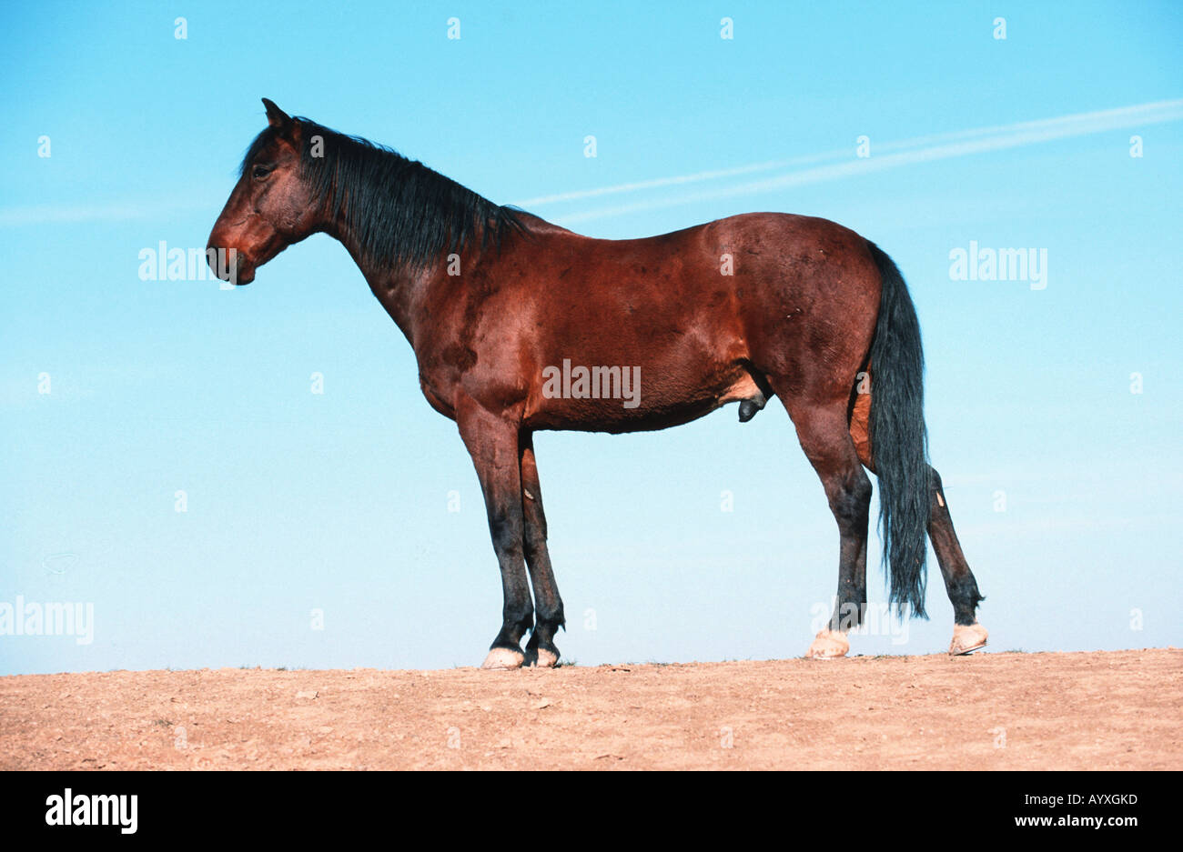 Traber Trotter Horse Stock Photo - Alamy