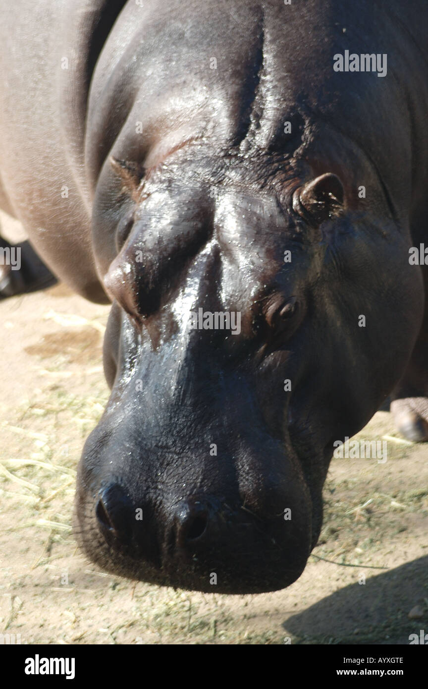 The Hippopotamus Hippopotamus amphibius from the Greek hippos meaning ...