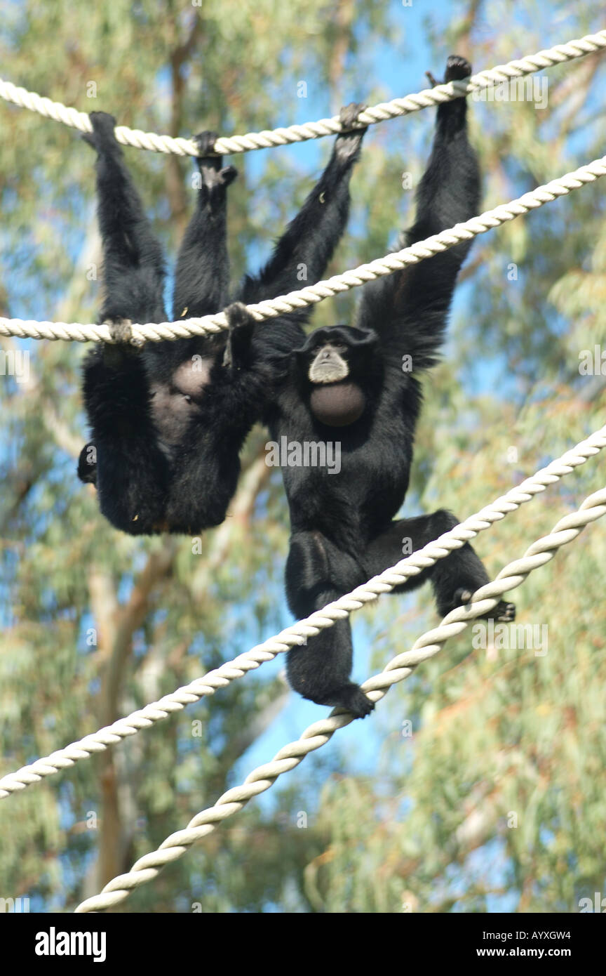 Siamang gibbon Pongidae Hylobates syndactylus Stock Photo - Alamy