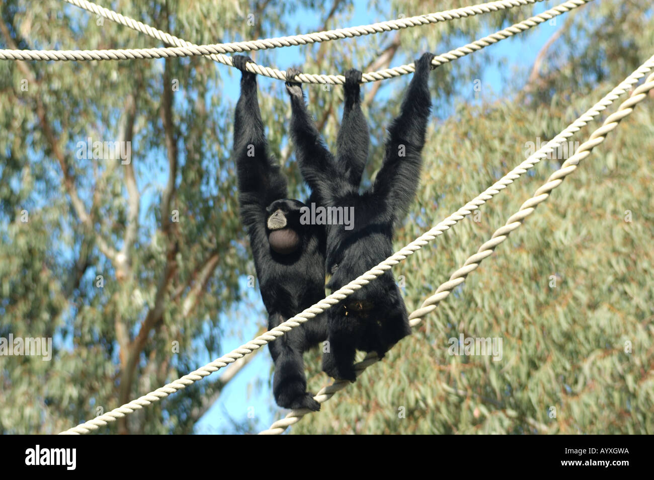 Pongidae Stock Photos & Pongidae Stock Images - Alamy