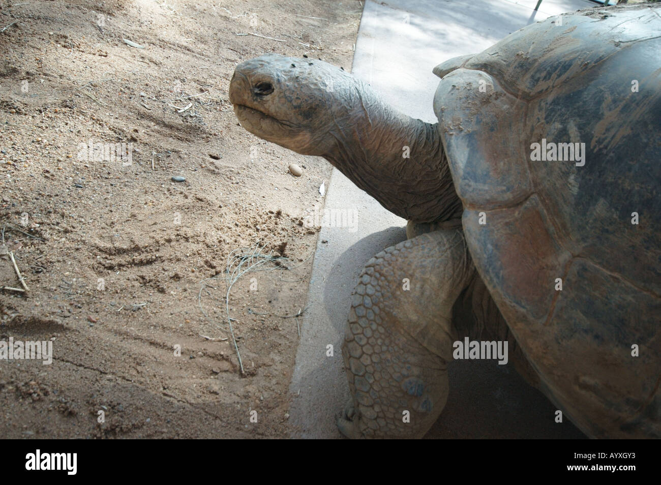100 year old Giant Galapagos tortoise Stock Photo - Alamy