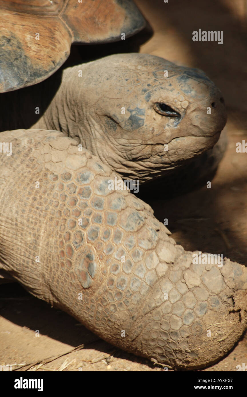 100 year old giant tortoise hi-res stock photography and images - Alamy