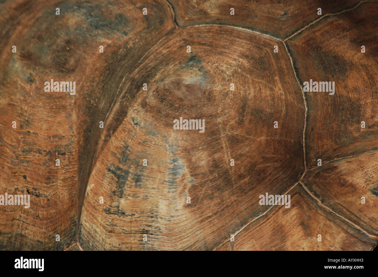 100 year old Giant Galapagos tortoise Stock Photo - Alamy