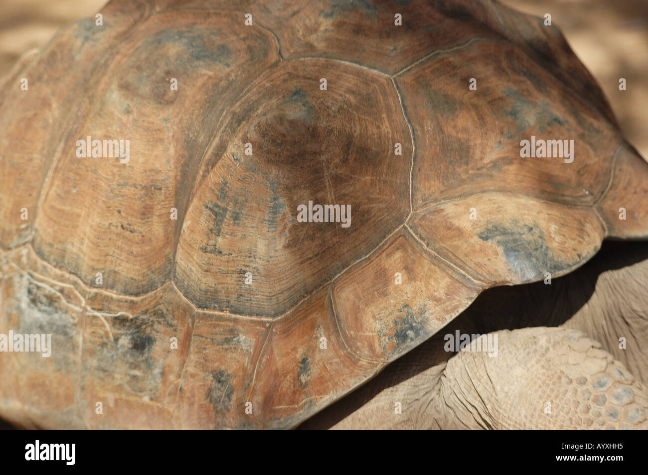 100 year old giant tortoise hi-res stock photography and images - Alamy