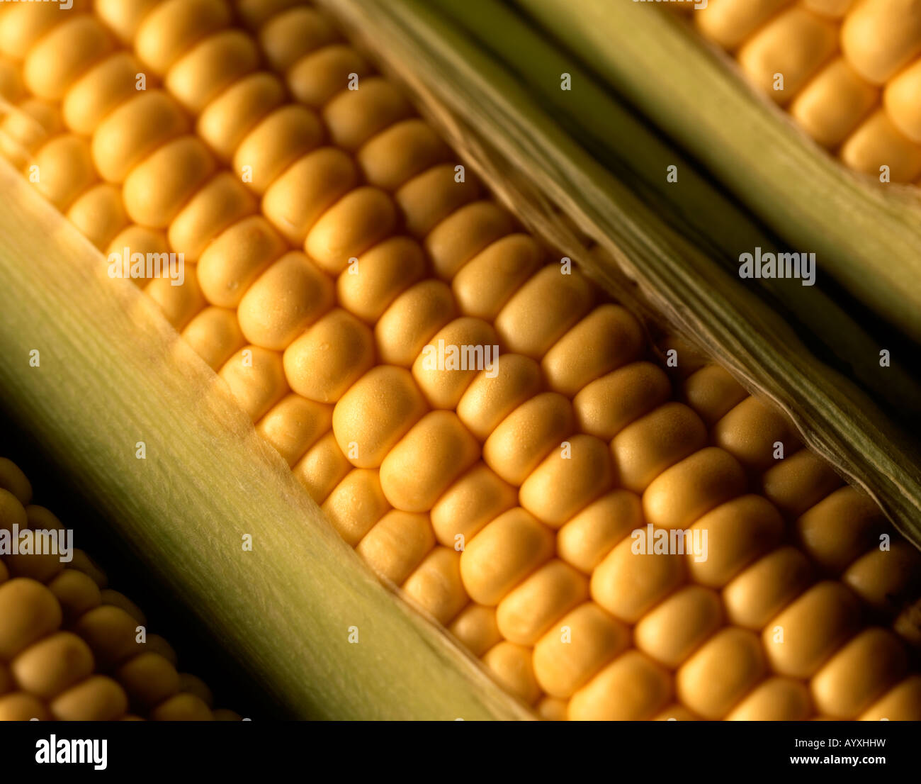 Maize sweet corn hi-res stock photography and images - Alamy