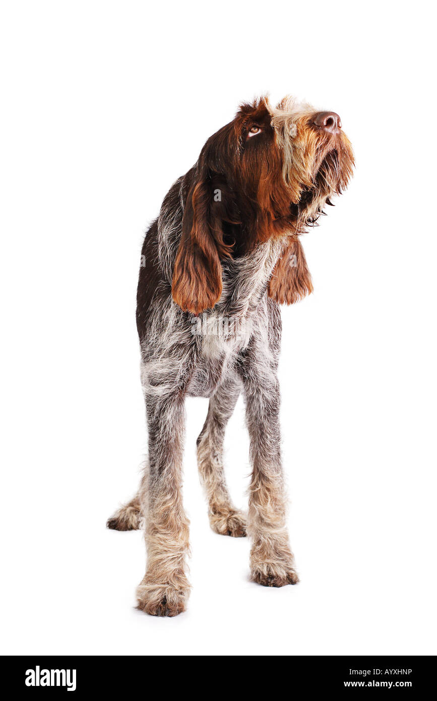 Spinone italiano dog hi-res stock photography and images - Alamy