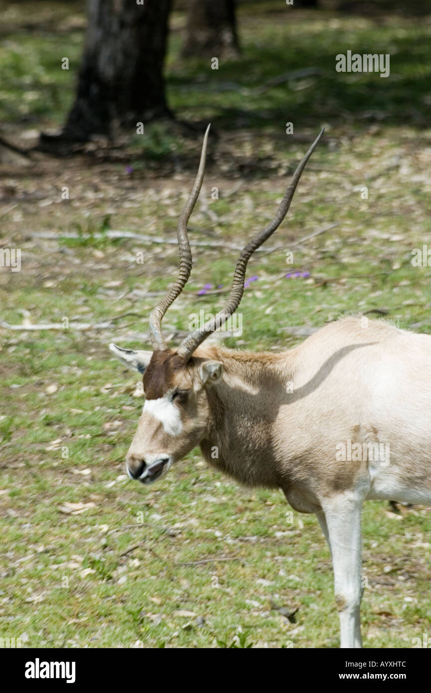 Scimitar Oryx or Scimitar Horned Oryx oryx dammah Stock Photo - Alamy