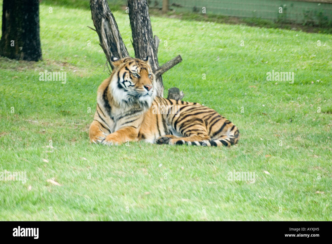 Sumatran tiger australia zoo hi-res stock photography and images - Alamy