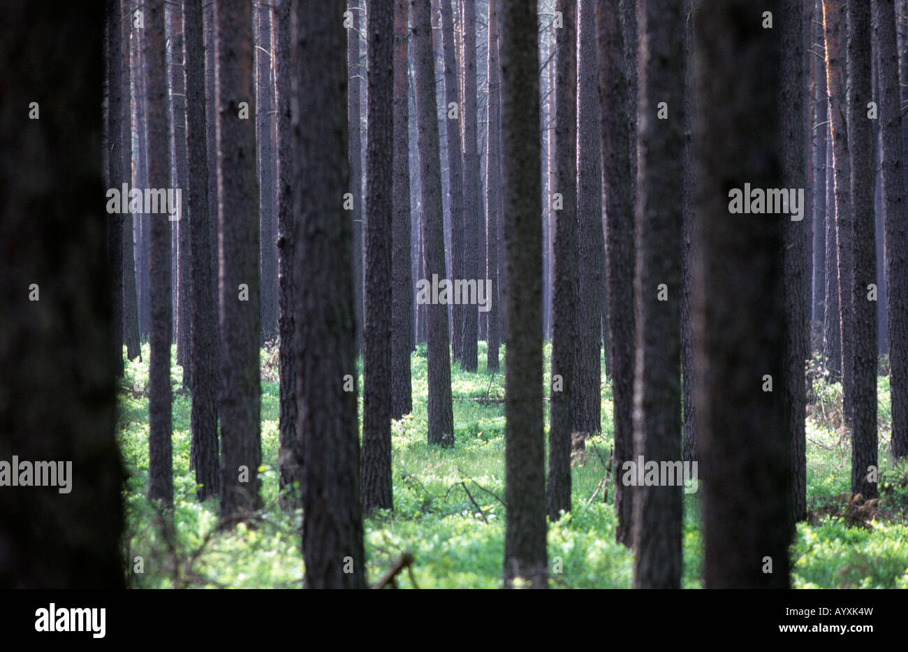 GERMANY PINE FOREST AT ARLNDSEE 2008 Stock Photo - Alamy