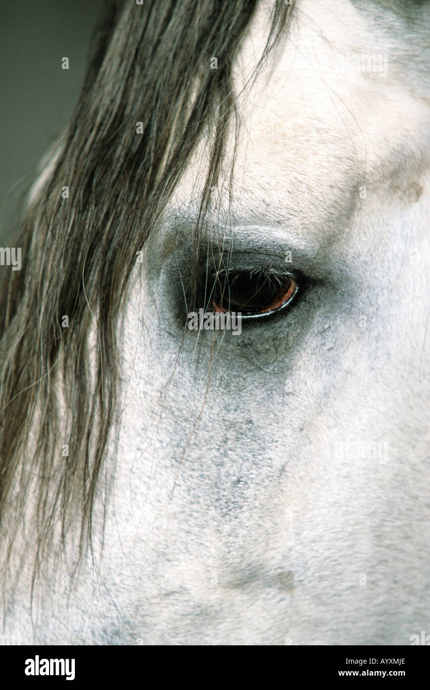 Pferde augen hi-res stock photography and images - Alamy