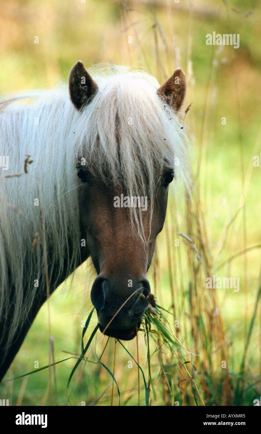 German Classic Pony Stock Photo - Alamy
