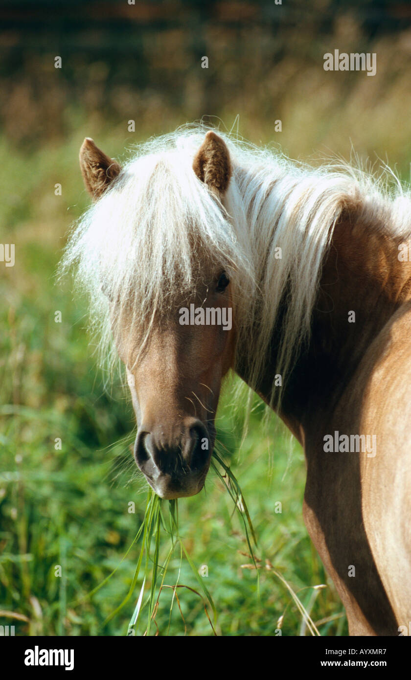 Classic pony hi-res stock photography and images - Alamy