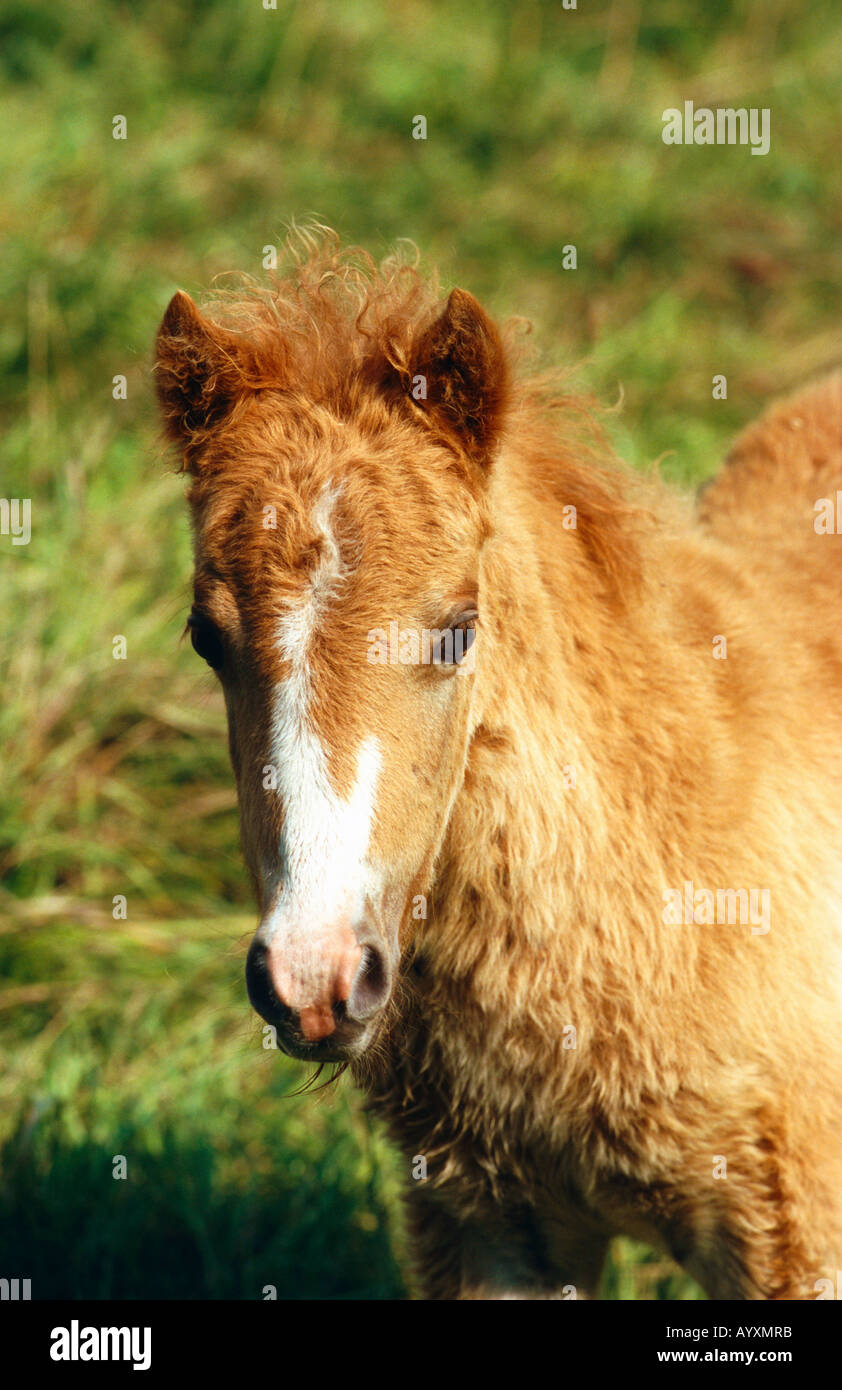 German Classic Pony Stock Photo - Alamy