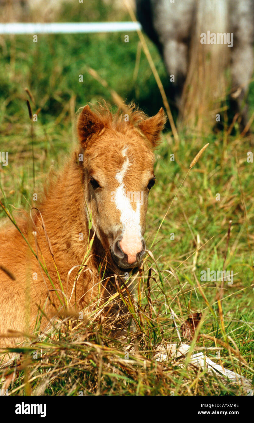 German classic pony hi-res stock photography and images - Alamy