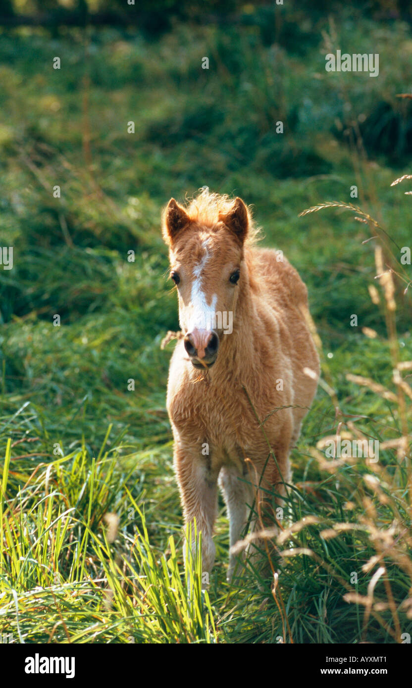 German Classic Pony Stock Photo - Alamy
