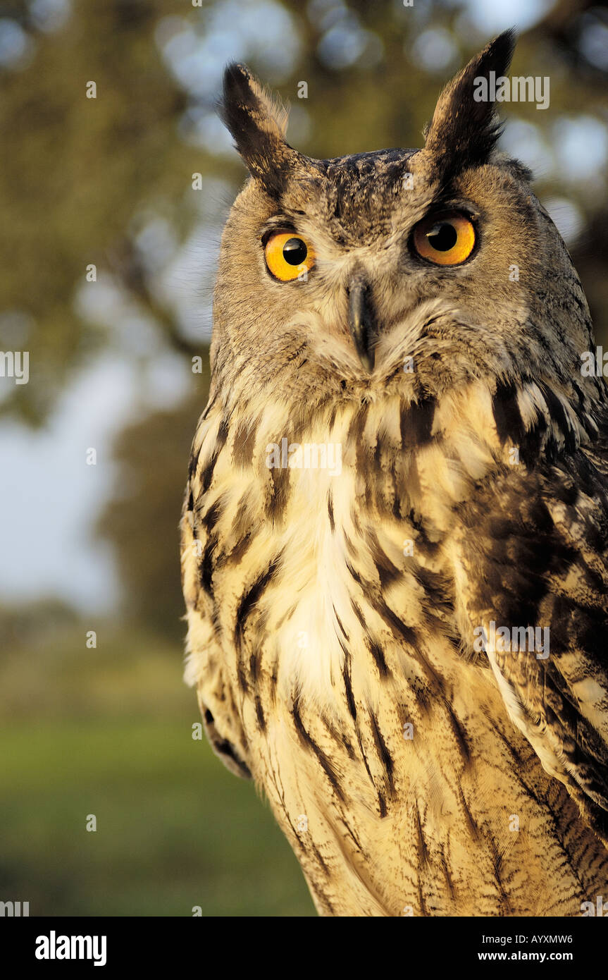 Eagle Owl Bubo bubo Stock Photo - Alamy