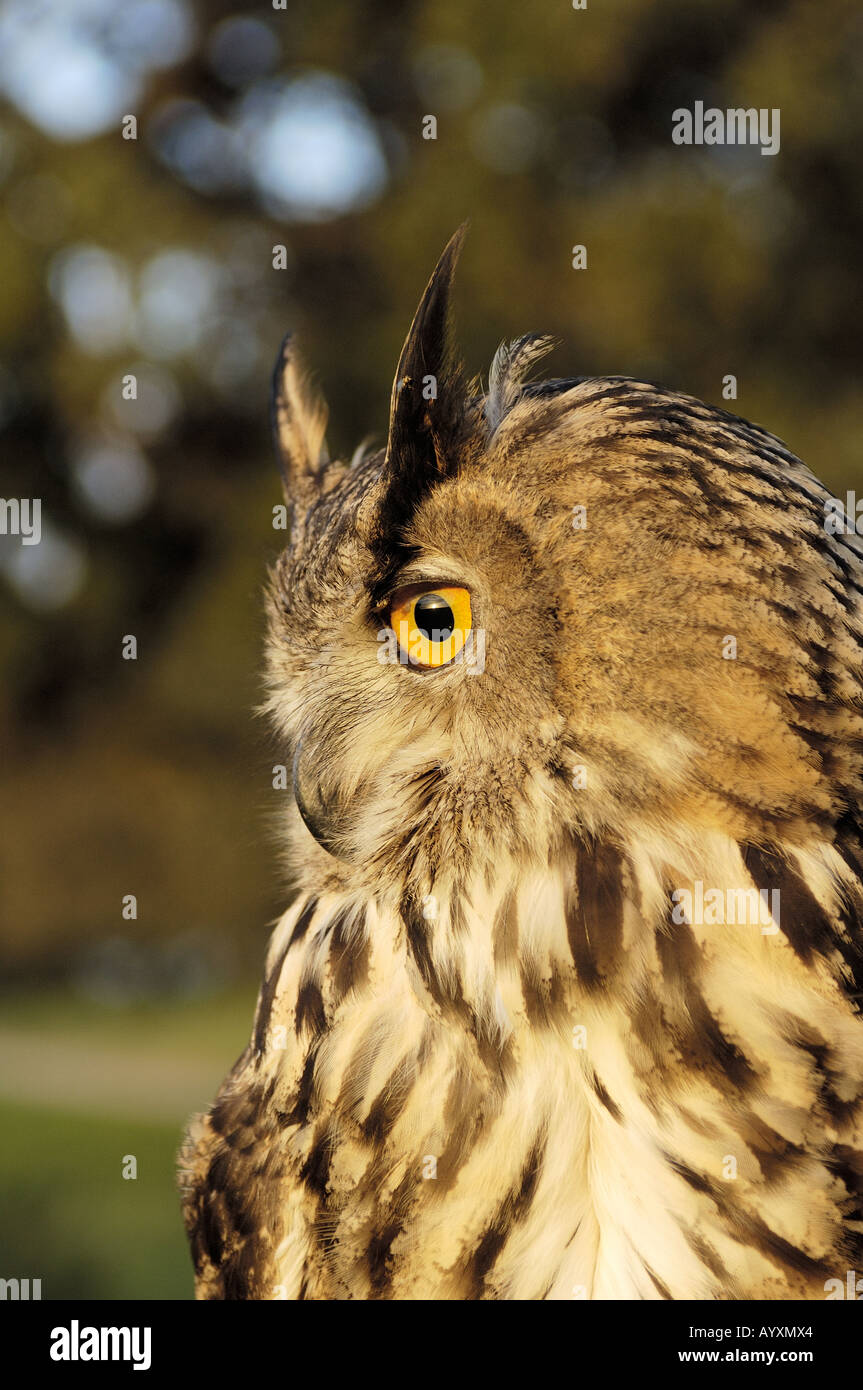 Eagle Owl Bubo bubo Stock Photo - Alamy