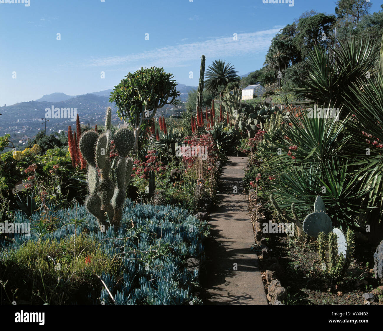 Botanischer Garten in Funchal, Madeira Stock Photo - Alamy
