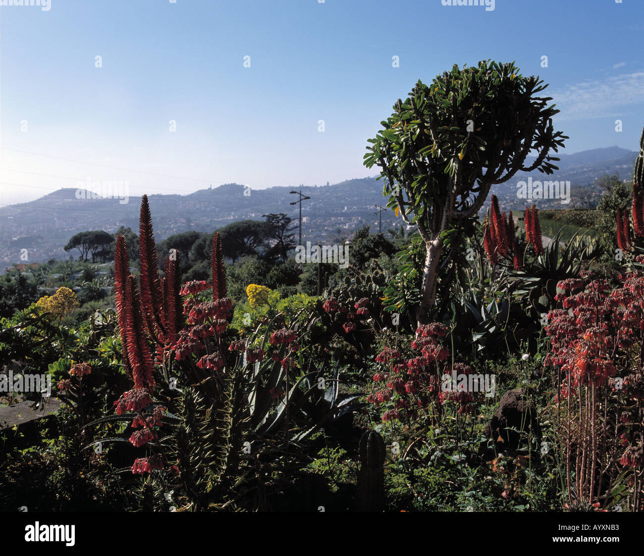 Botanischer Garten in Funchal, Madeira Stock Photo - Alamy