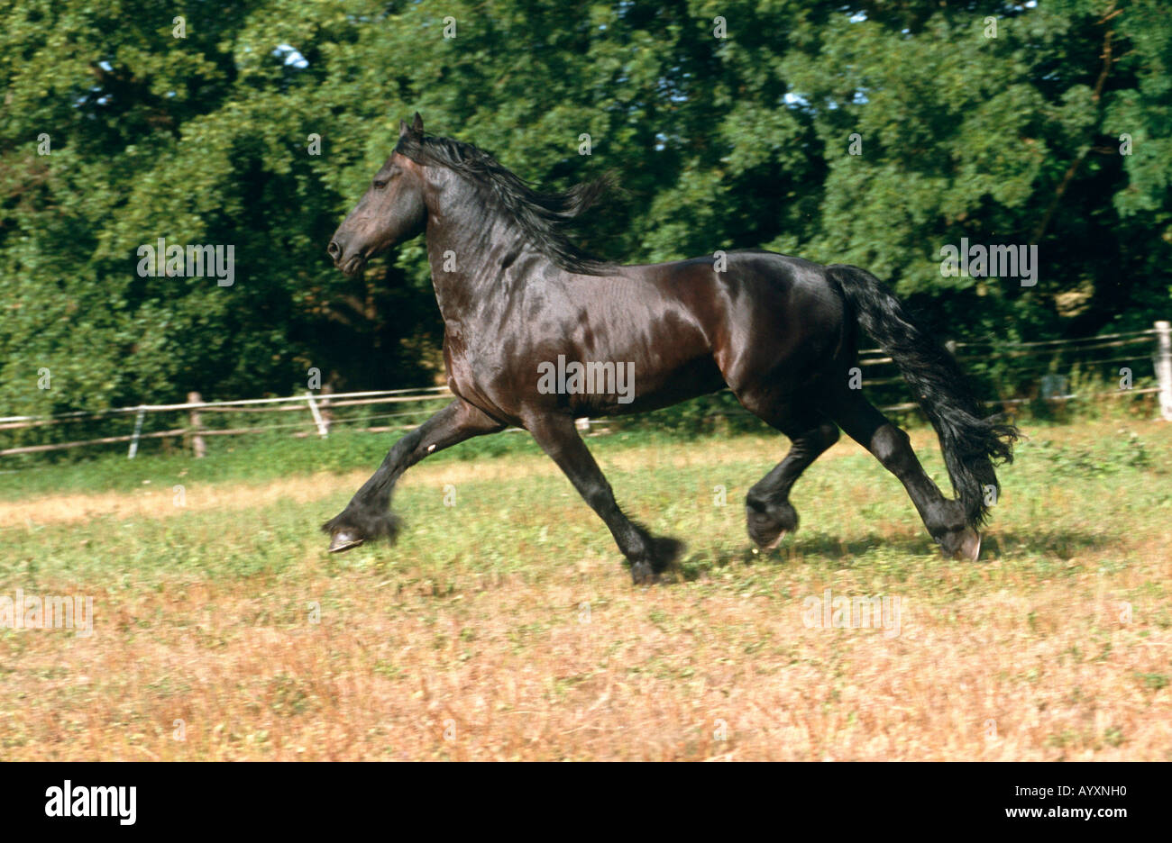 Friesian Horse Friesenpferd Stock Photo - Alamy