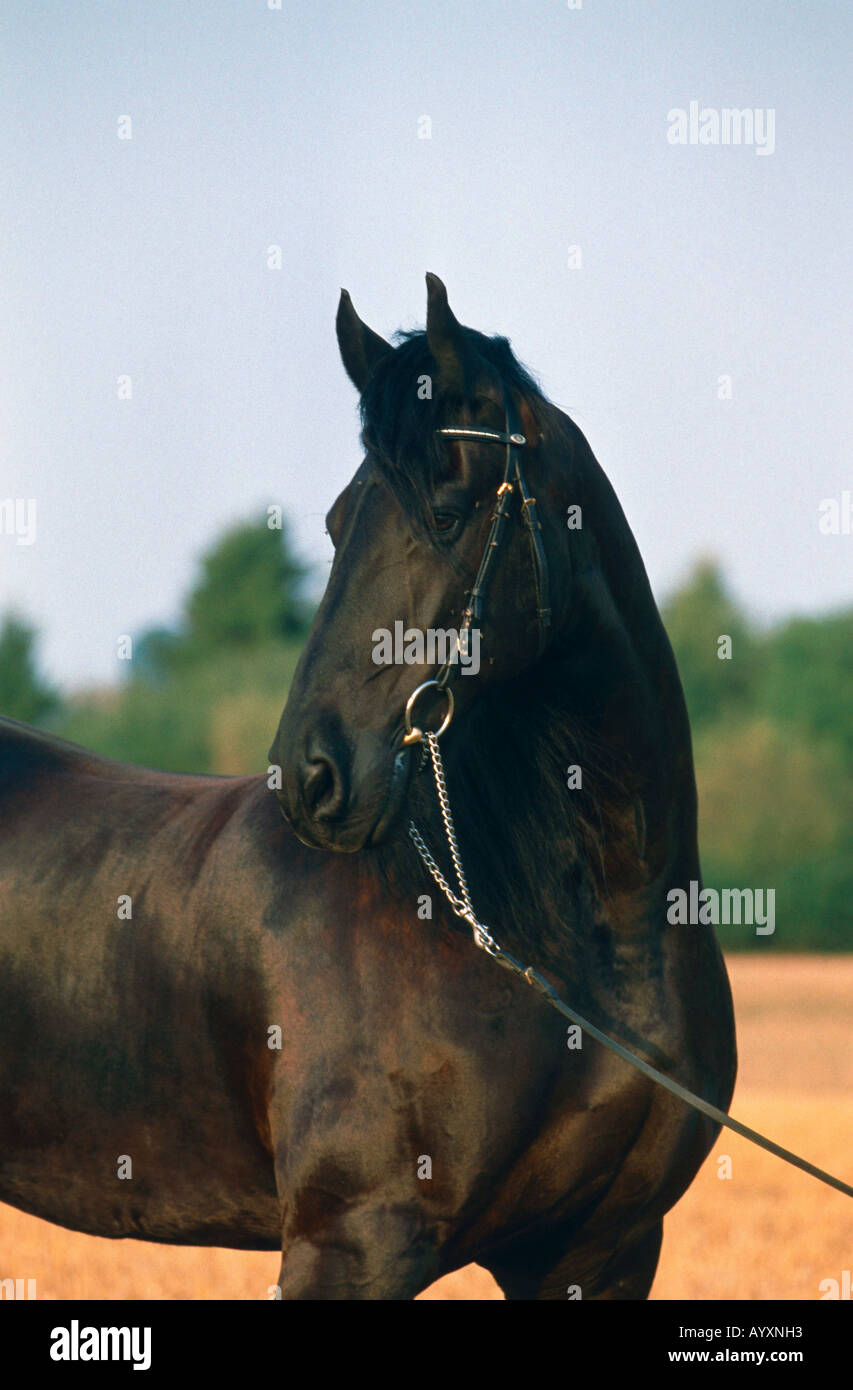 Friesian Horse Friesenpferd Stock Photo - Alamy