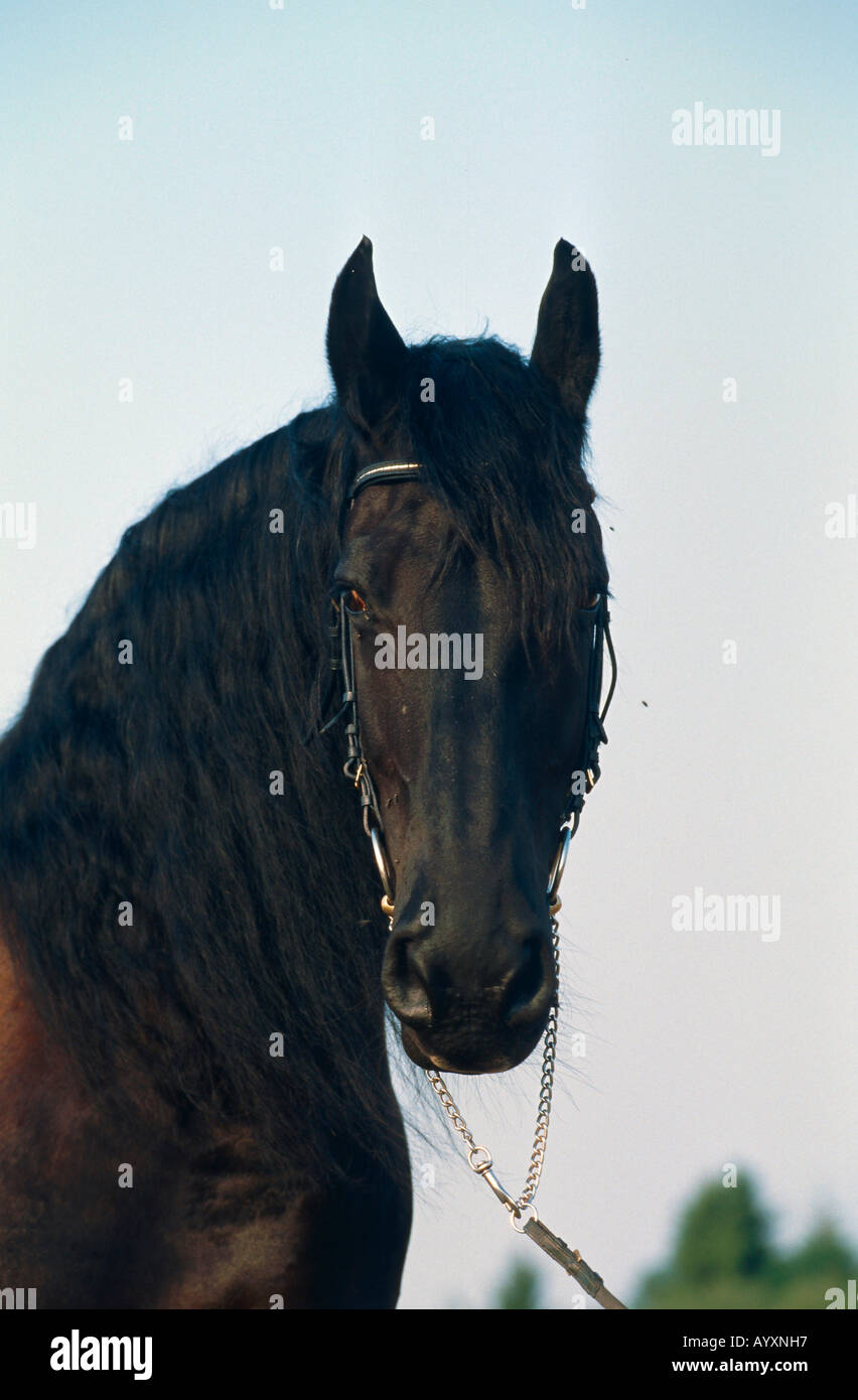 Friesian Horse Friesenpferd Stock Photo - Alamy