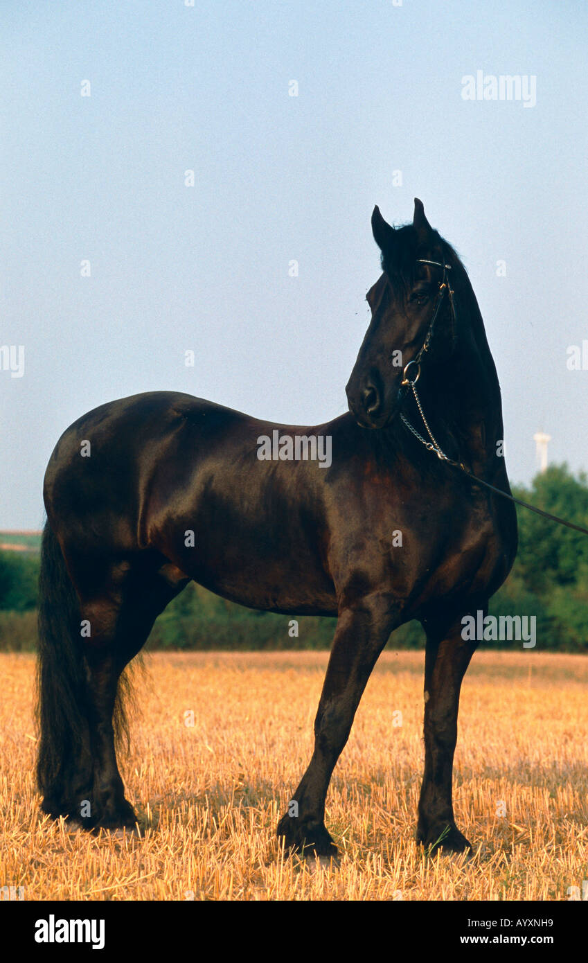 Friesian Horse Friesenpferd Stock Photo - Alamy