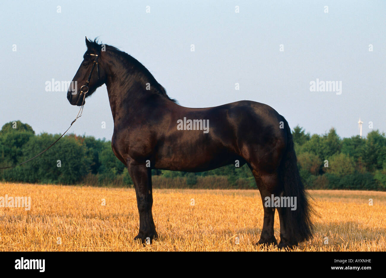 Friesian Horse Friesenpferd Stock Photo - Alamy