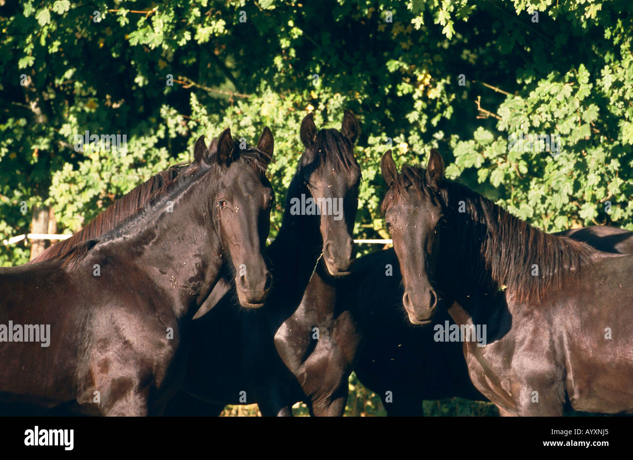Friesian Horse Friesenpferd Stock Photo - Alamy
