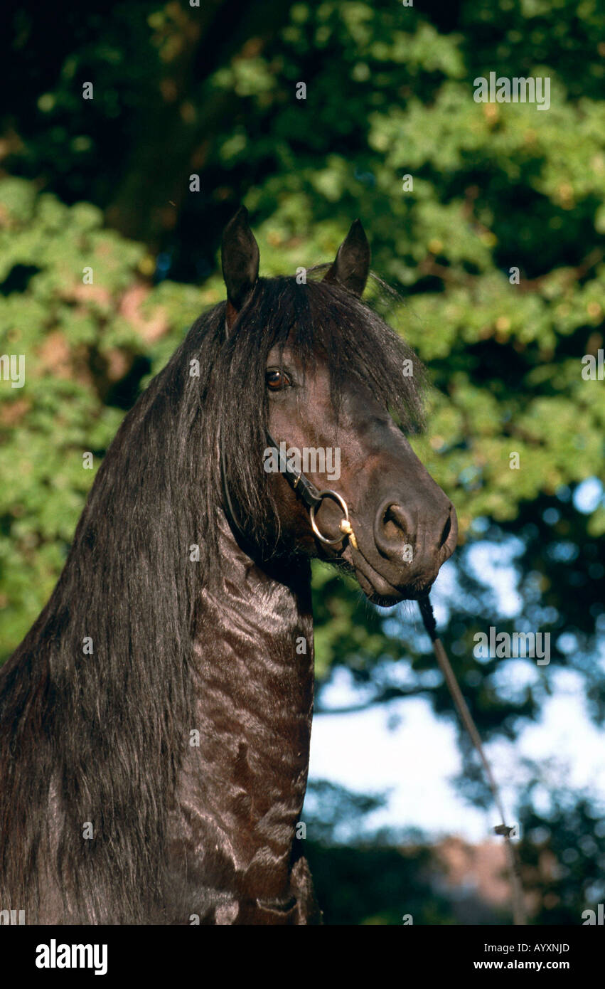 Friesian Horse Friesenpferd Stock Photo - Alamy