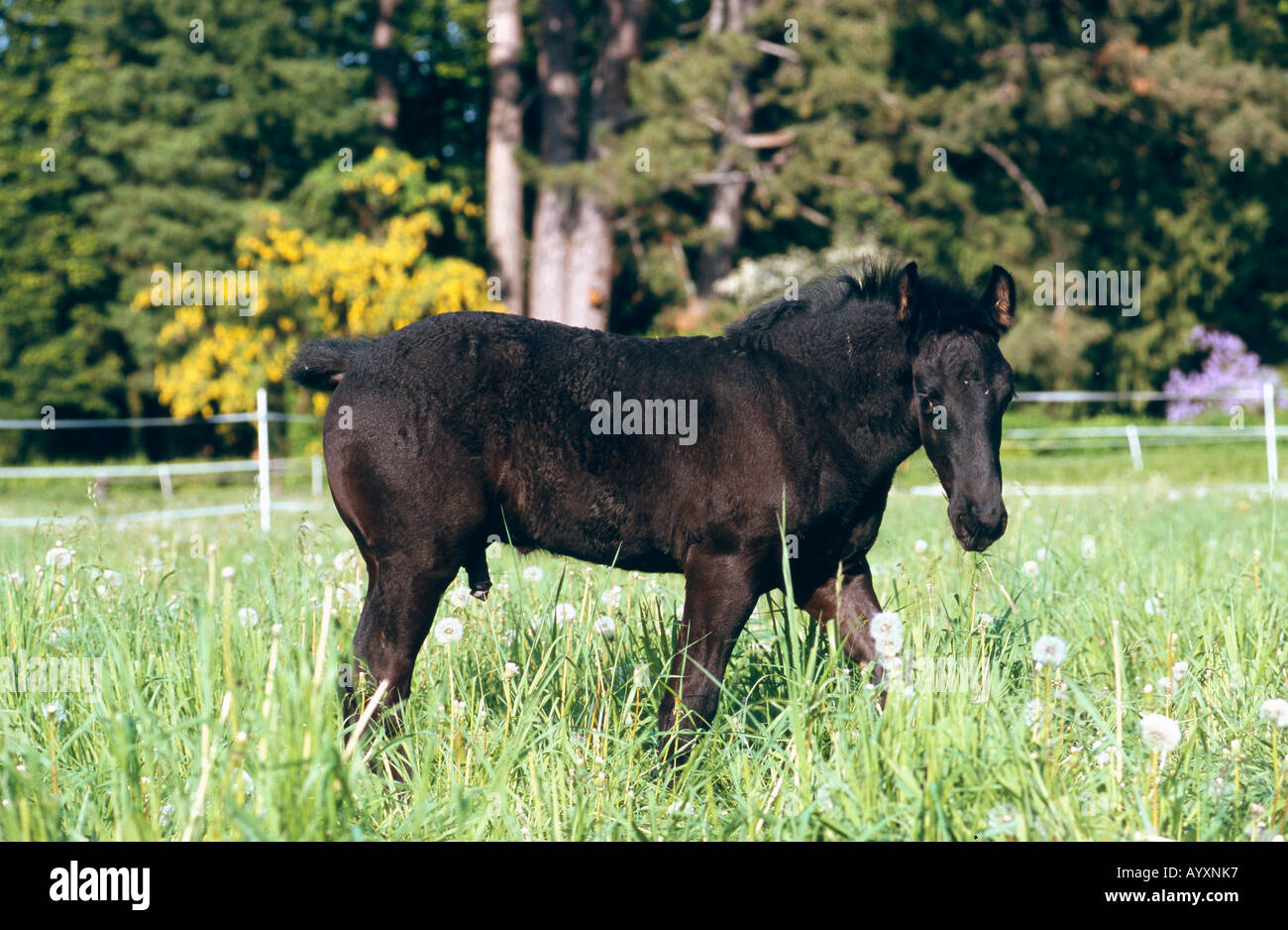 Friesian Horse Friesenpferd Stock Photo - Alamy