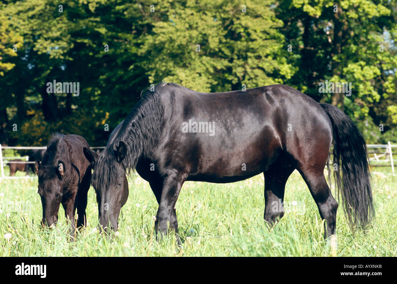 Friesian Horse Friesenpferd Stock Photo - Alamy