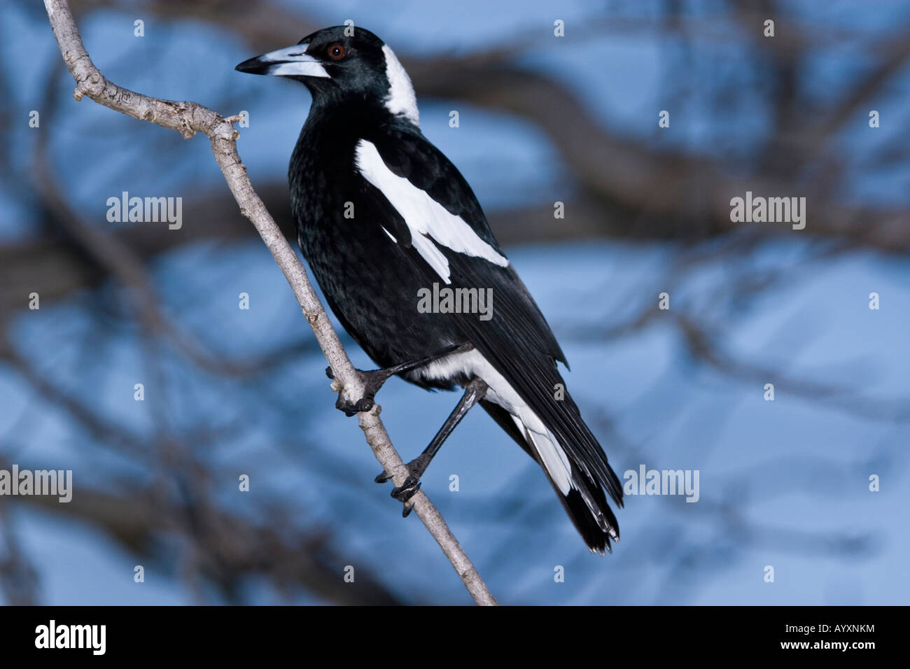 An Adult Australian Magpie on a Tree Branch Stock Photo - Alamy