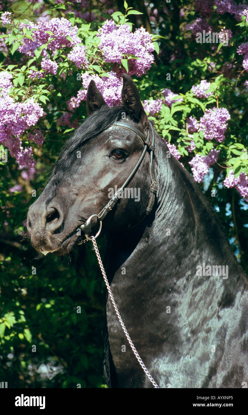 Friesian Horse Friesenpferd Stock Photo - Alamy