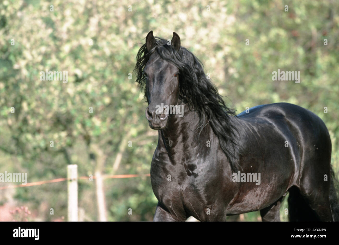Friesian Horse Friesenpferd Stock Photo - Alamy