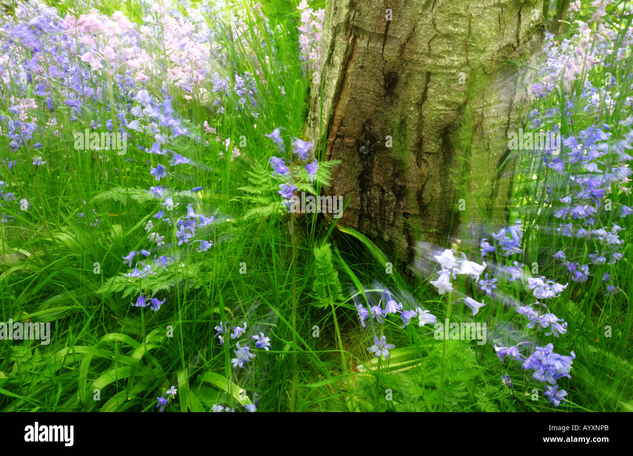 Abstract high key image of spring bluebells, tree turnk and long green ...