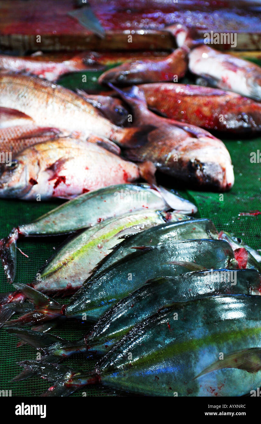 Different types of dead fish for sale on a market stall at Tokyo Fish ...