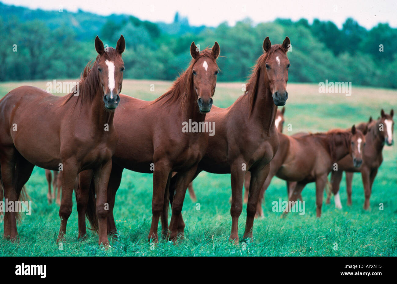 Gidran Horse Gidranpferd Stock Photo - Alamy